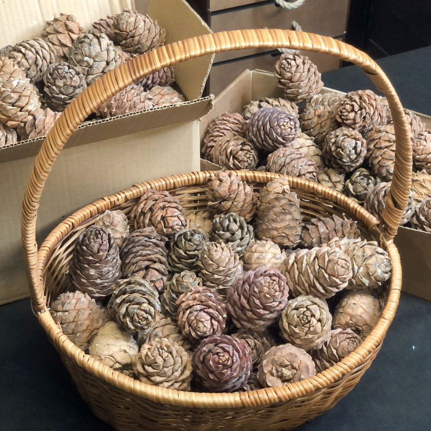 Кедровые шишки с орехами