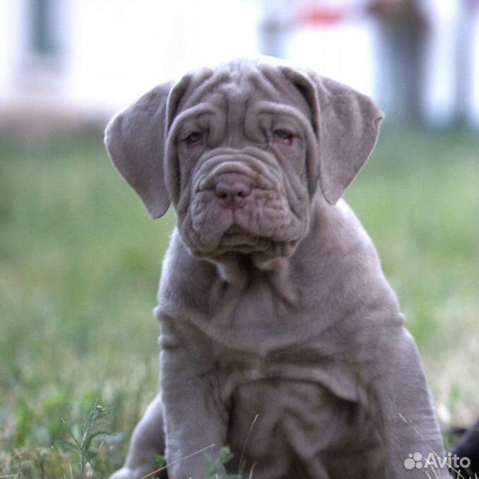 Неаполитанский мастиф щеночки