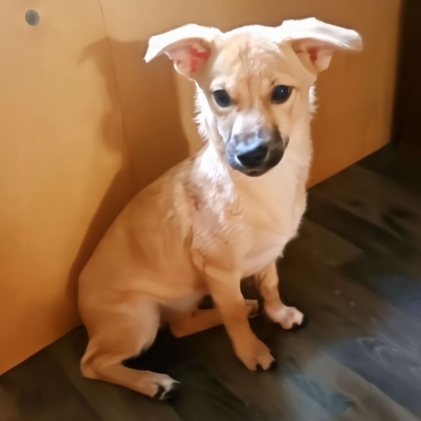 Щенок в добрые руки