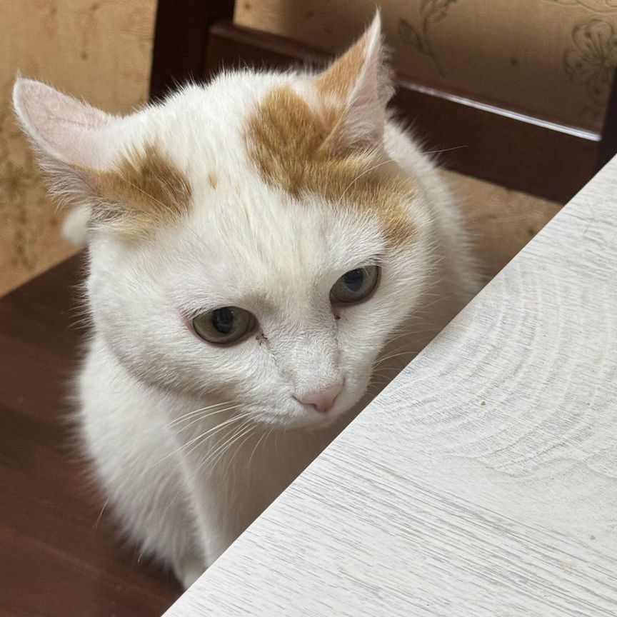 Взрослая кошка в добрые руки