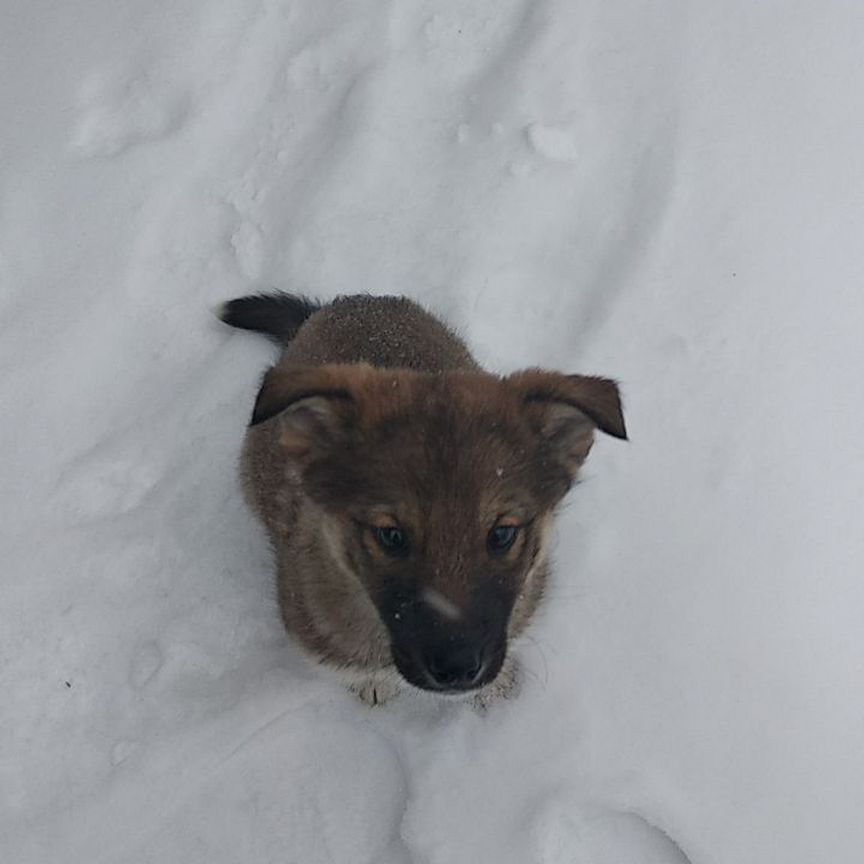 Собака в добрые руки щенок, девочка, 3 месяца