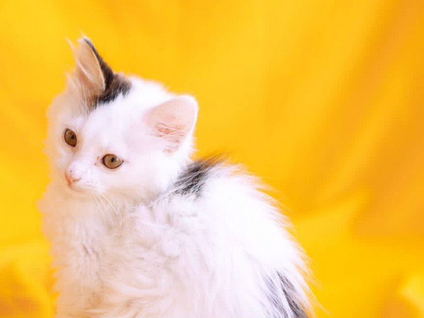 Брошенный людьми котёнок