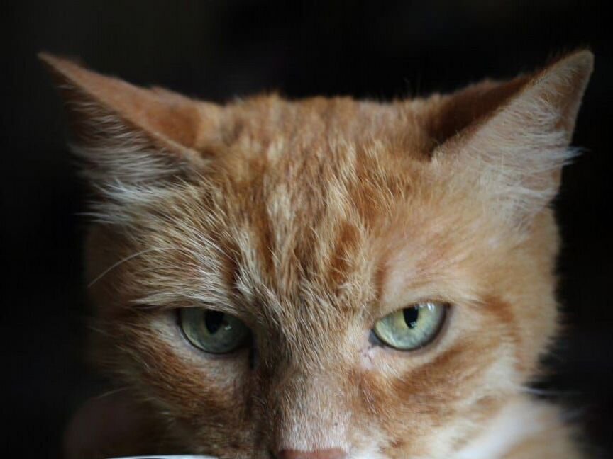 Отдам кота в добрые руки