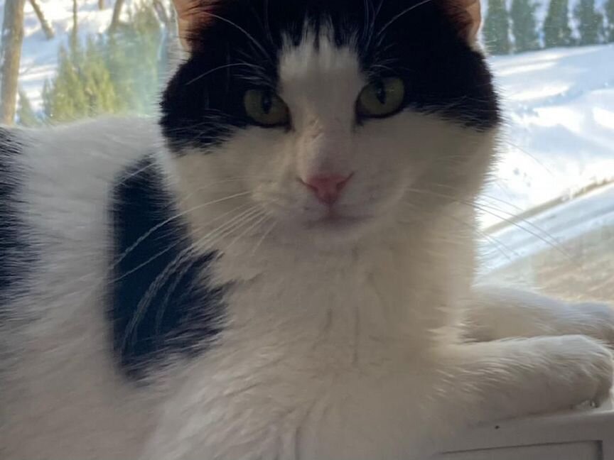 Обаятельный чёрно-белый котик Йохан ждёт семью