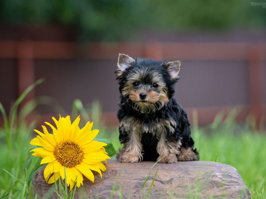 Памелла/Pamella (Девочка)