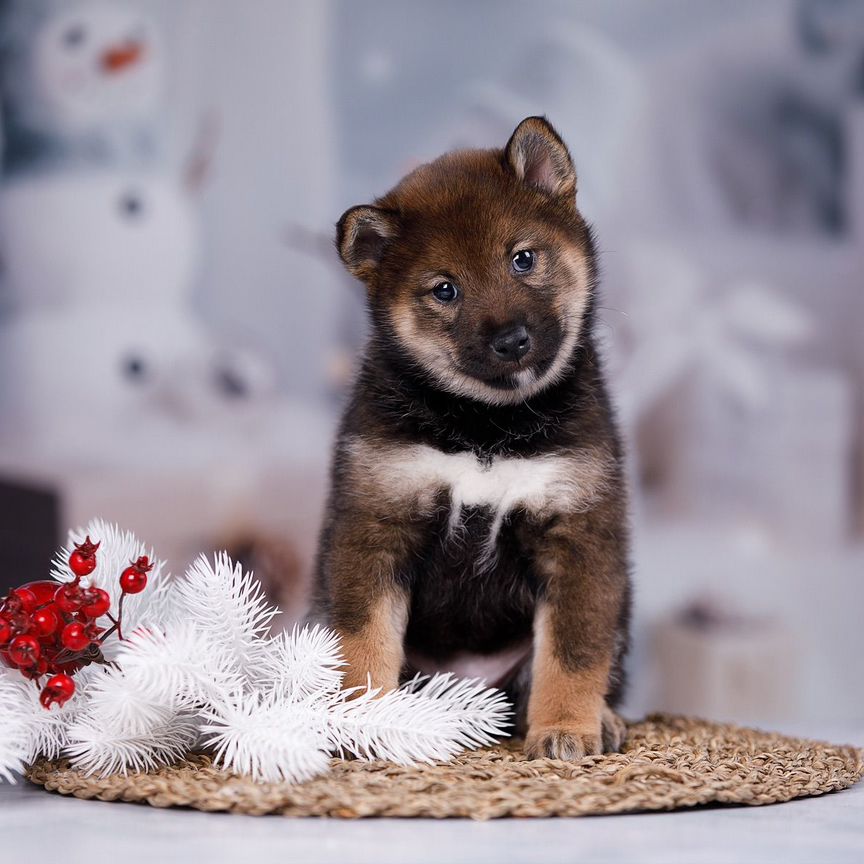 Щенки сиба окрасом сезам