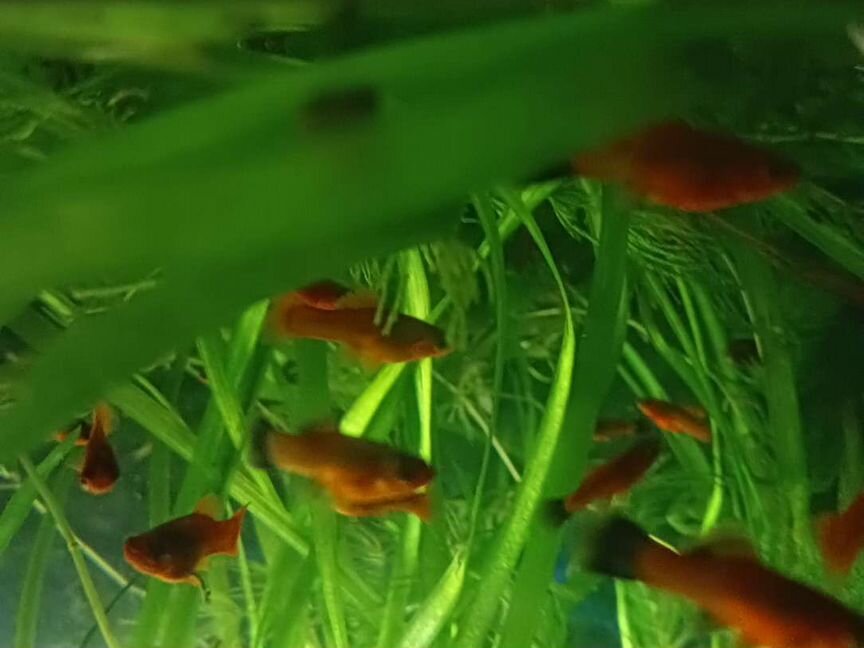 Аквариумные рыбки, гроты, водоросли