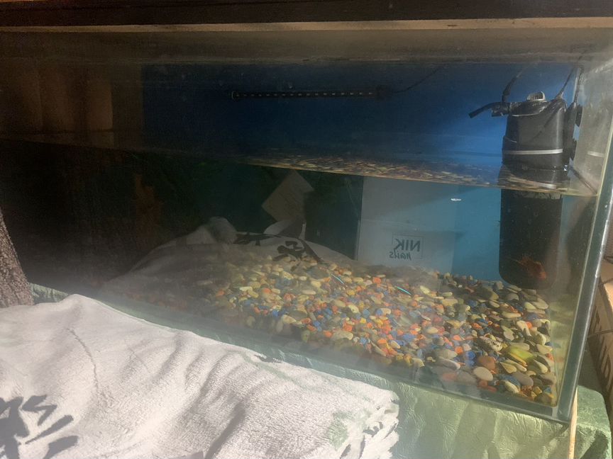 Аквариум с рыбками