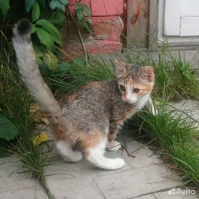 Котенок Ириска 3 месяца с доставкой