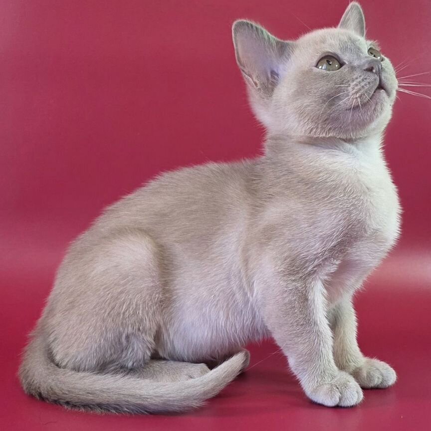Европейский бурманский котёнок