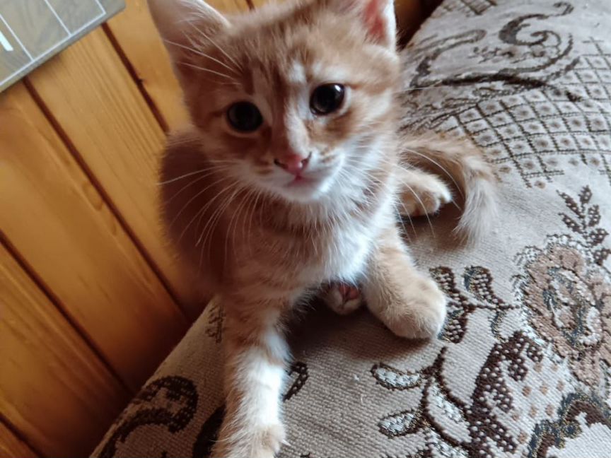 Домашние животные котята