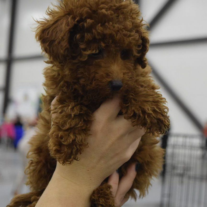 Щенок той-пудель