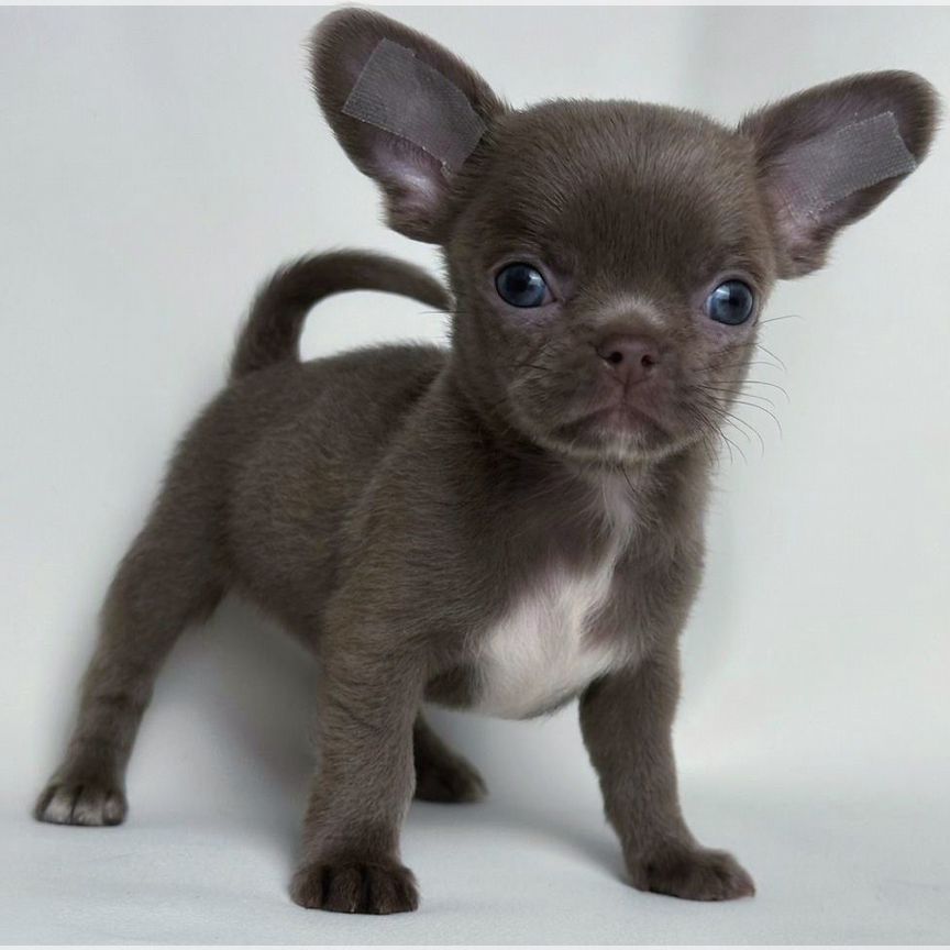 Чихуахуа, щенок