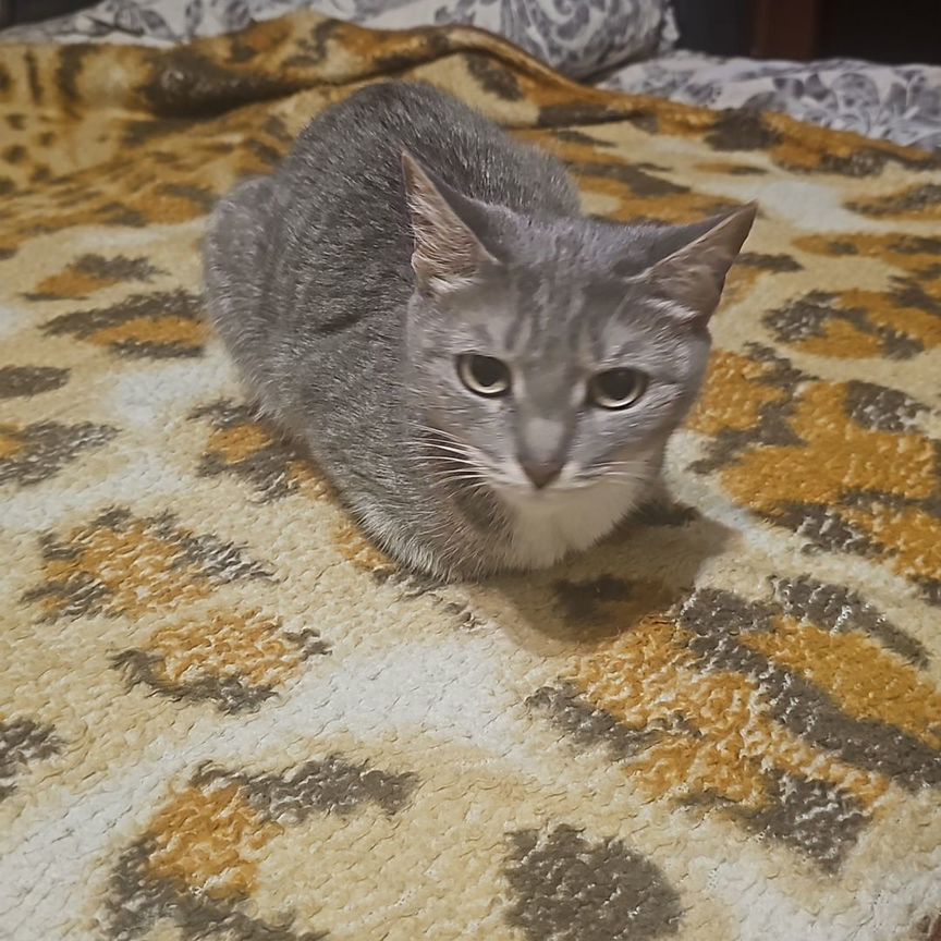 Отдам кошечку в добрые руки