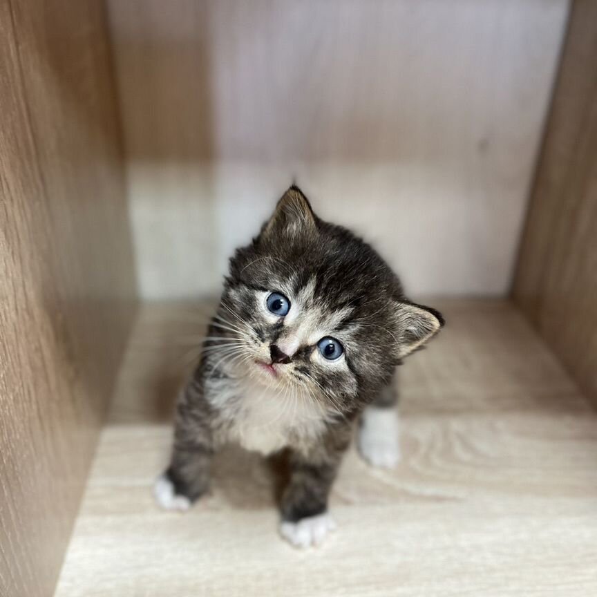 Отдам котят в добрые руки
