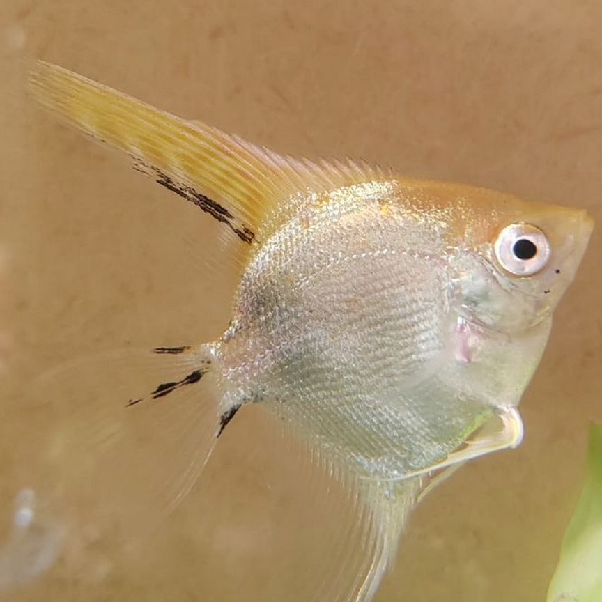 Аквариум с рыбкой и сомом