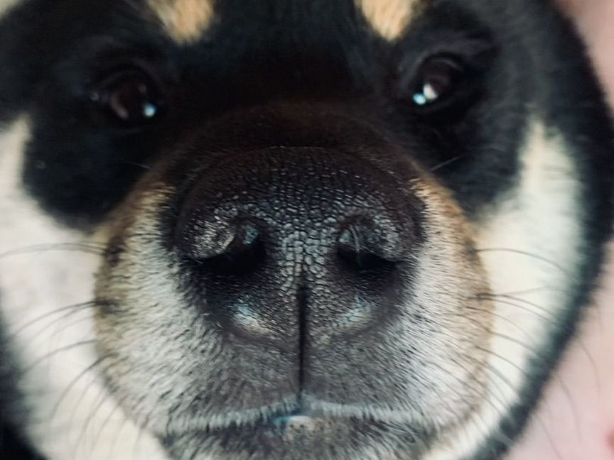 Кобель для вязки Сиби Ину