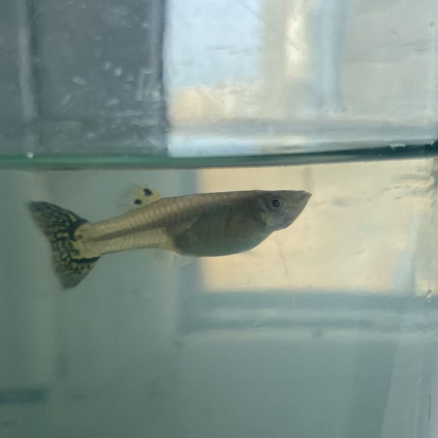 Рыбки гуппи