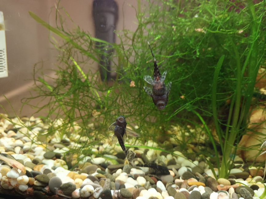 Аквариумные рыбки