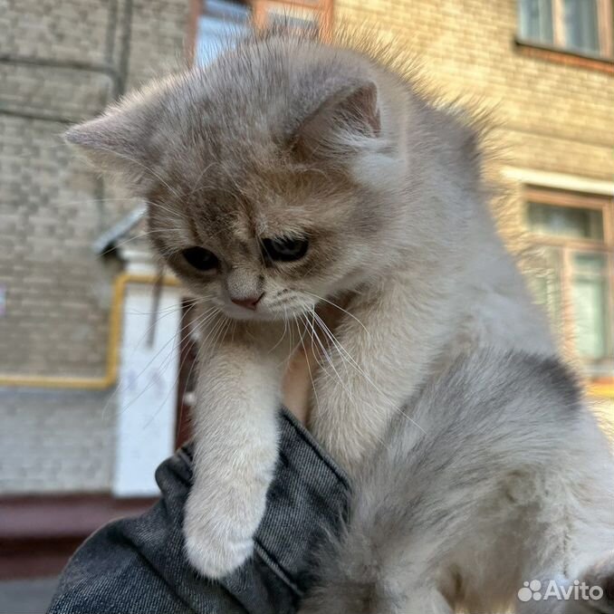 Котенок британский ay11 мальчик чистокровный