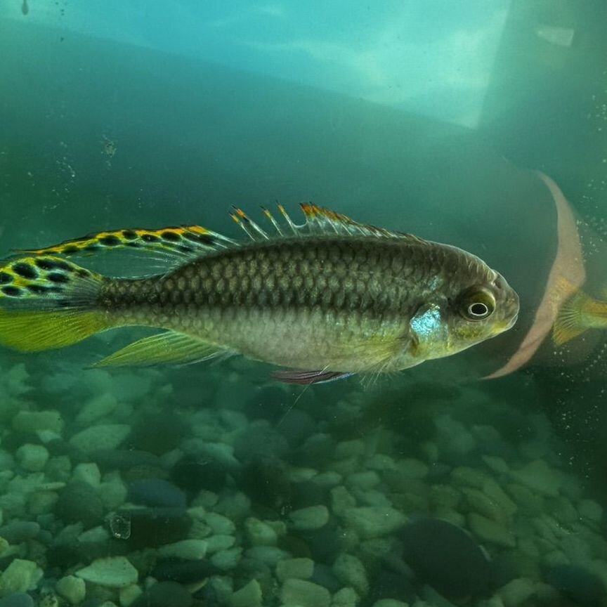 Рыба Цихлида 5-6 см