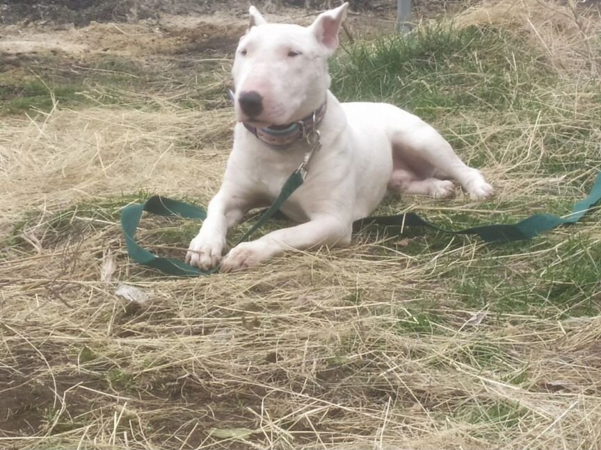 Булька в добрые руки