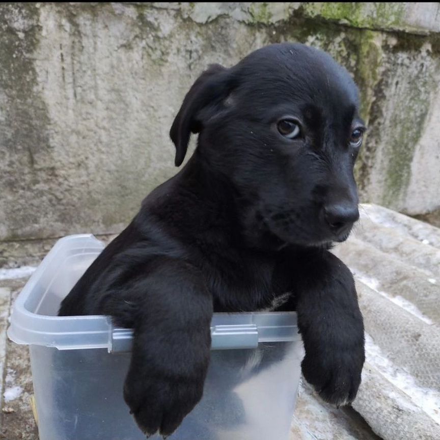 Щенок в добрые руки бесплатно