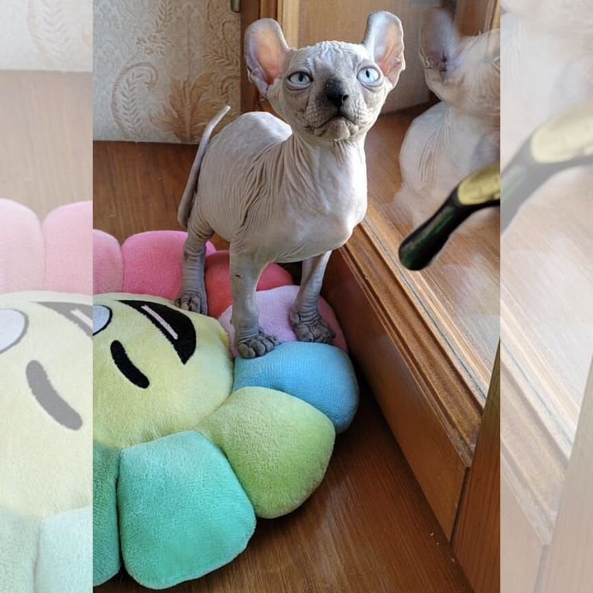 Канадский сфинкс два мальчика