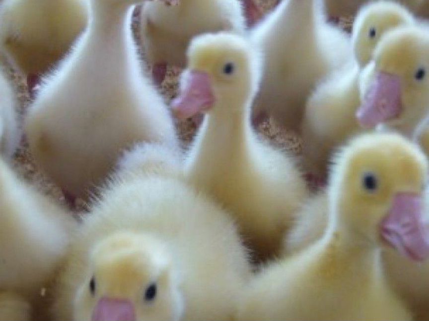 Гусята, утята