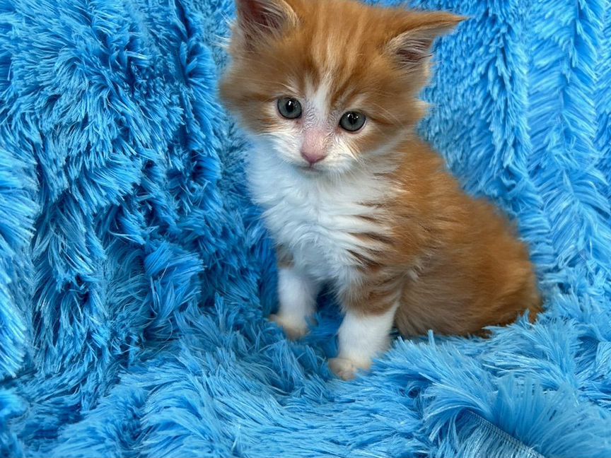 Котята мейн-кун