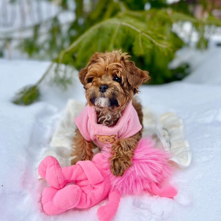 Mini maltipy беби кукла