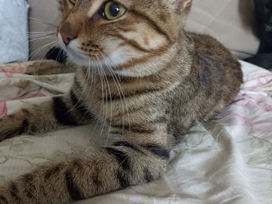 Кот