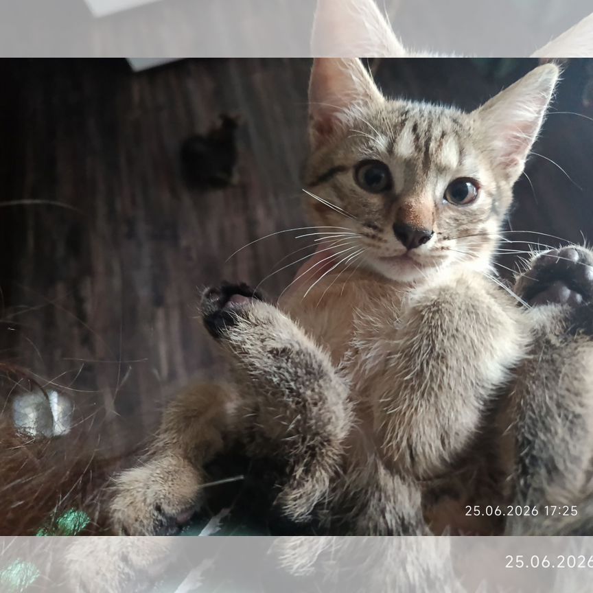 Котёнок в добрые руки