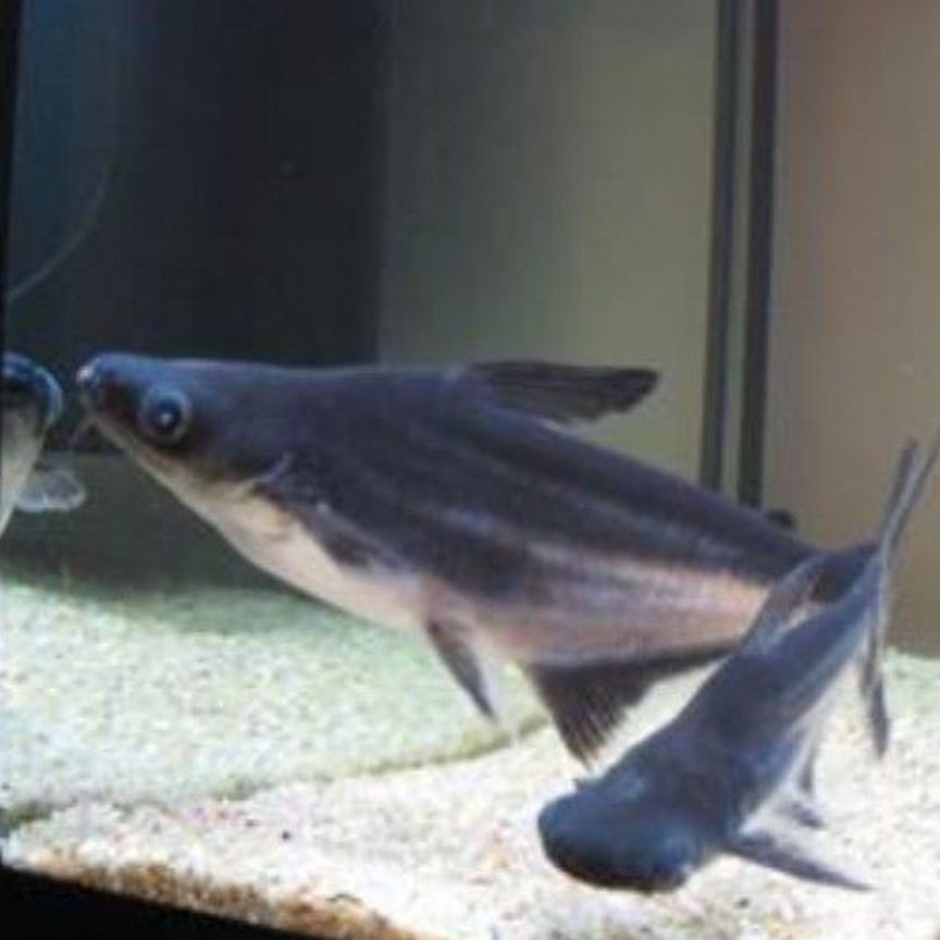 Аквариумные рыбки и растения