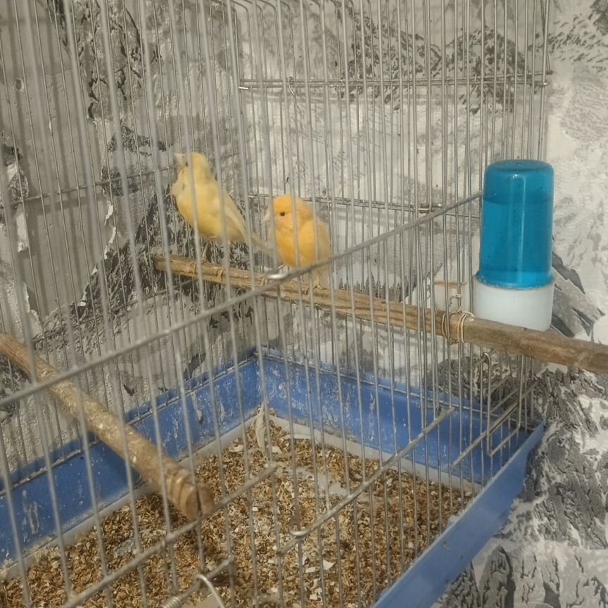 Кенара и канарейки
