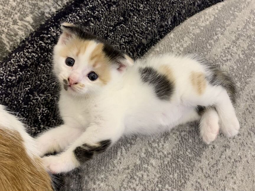 Котенок в добрые руки