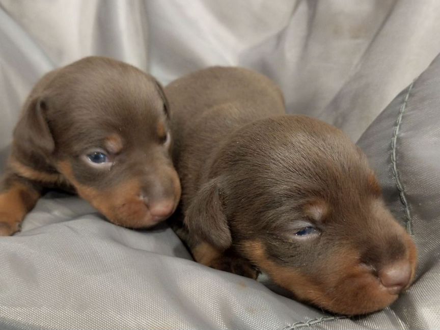 Собаки щенки