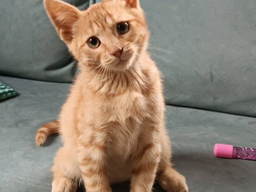 Рыжий котенок ищет дом