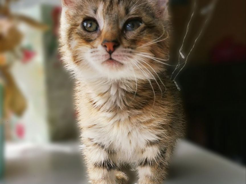 Маленький котенок, девочка, в хорошие руки