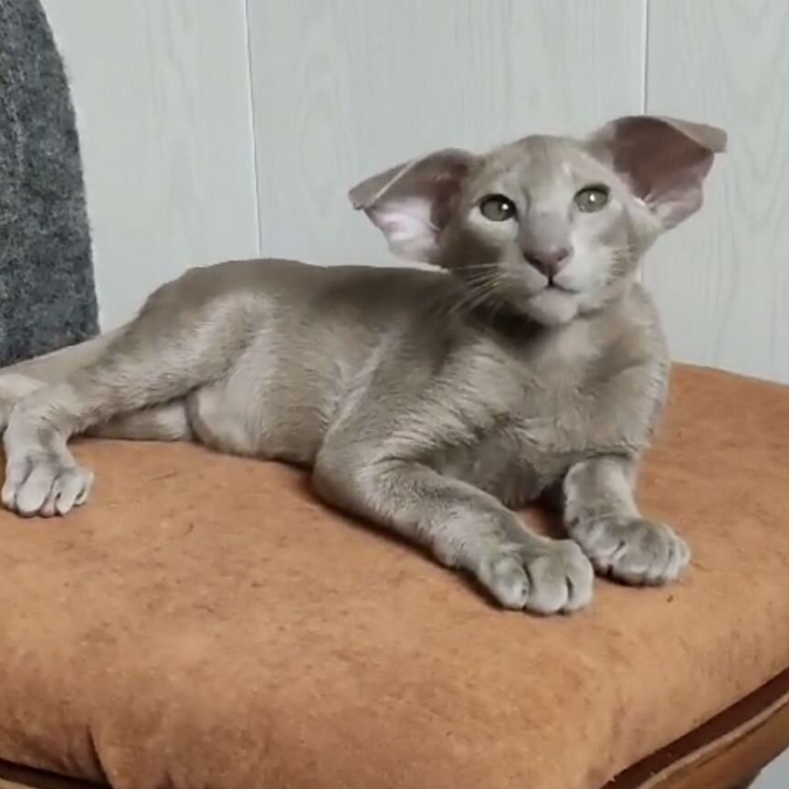 Ориентальные котята экстрим