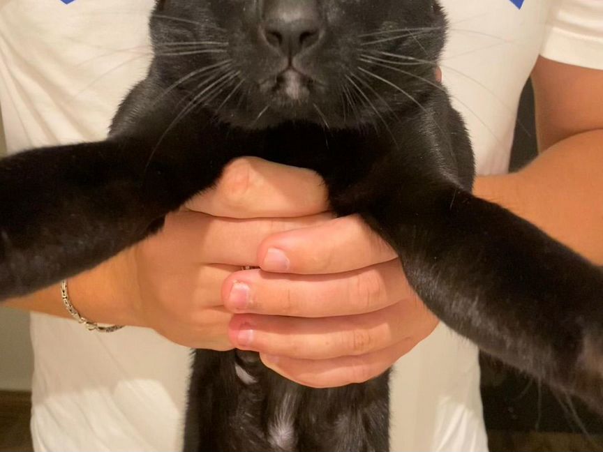 Ориентальная кошечка