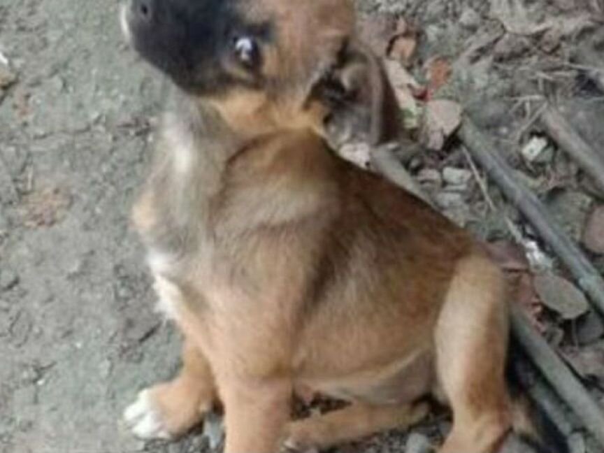 Маленький щенок из приюта