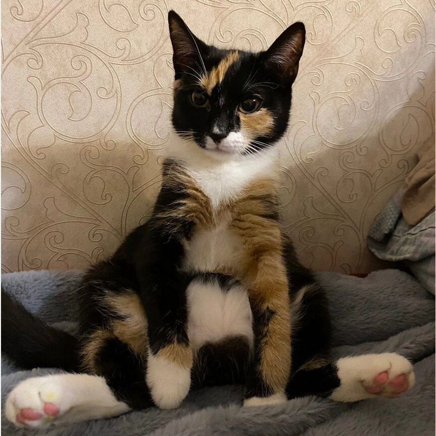 Кошка