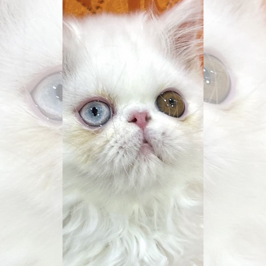 Разноглазый (редкий)персидский котенок