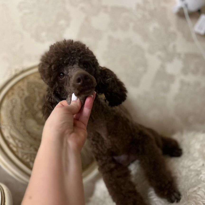 Той-пудель шоколад