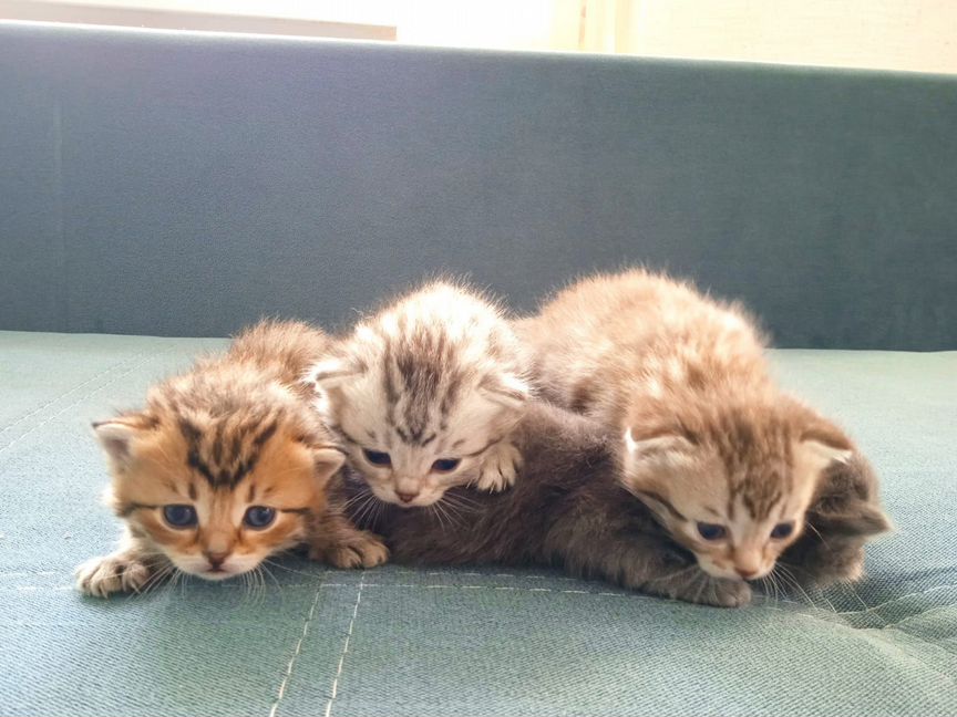 Британские котята