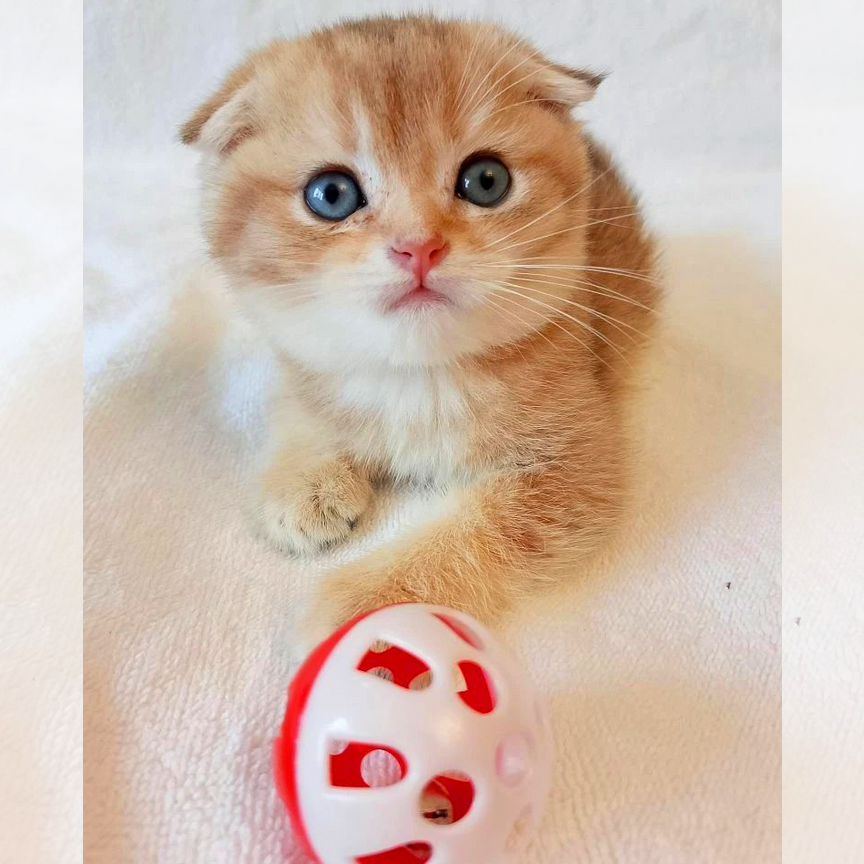 Шотландский вислоухий короткошёрстный котёнок
