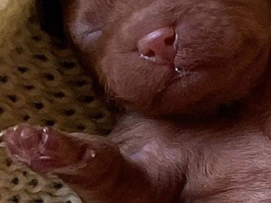 Мини той-пудель РКФ