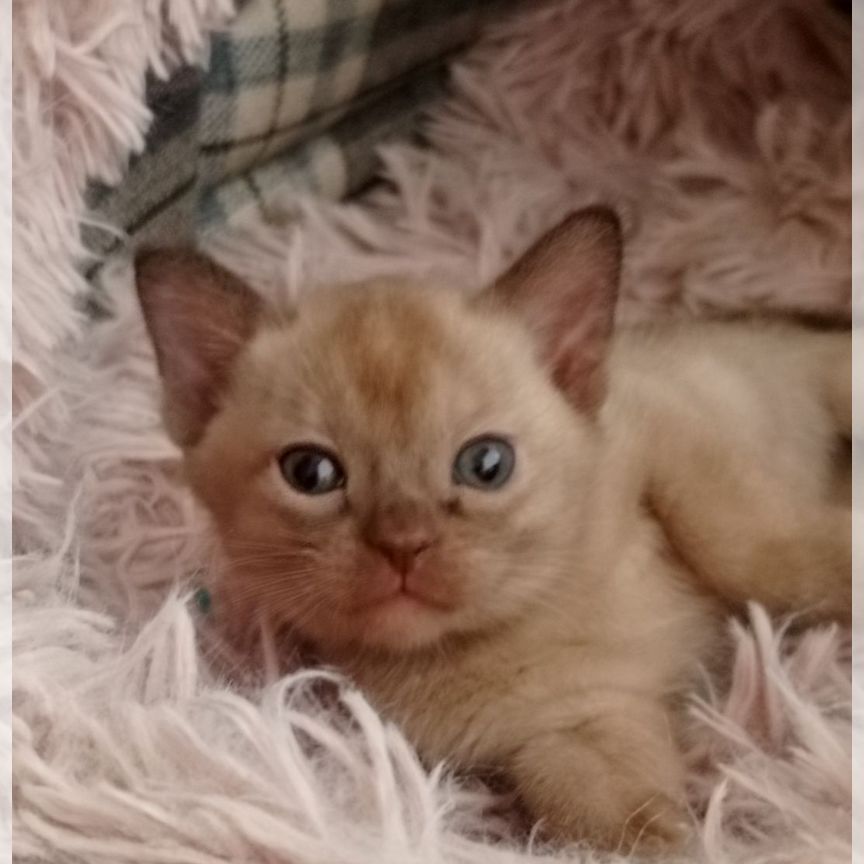 Европейский бурманский котёнок