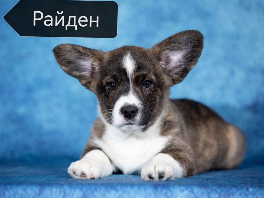 Вельш-корги кардиган